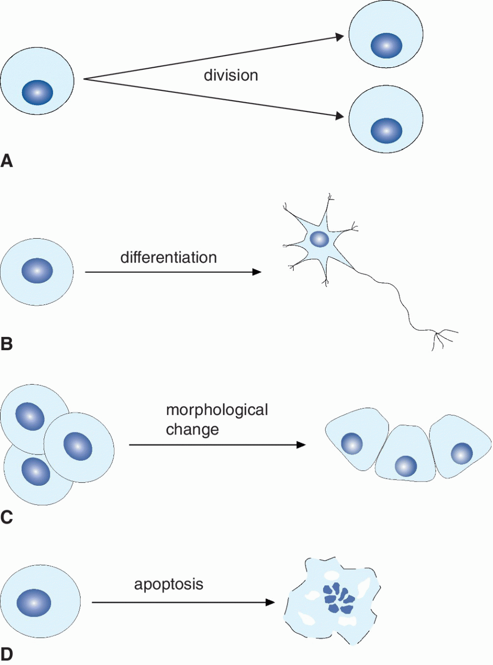 Cell Signalling And Gene Functioning During Development Veterian Key