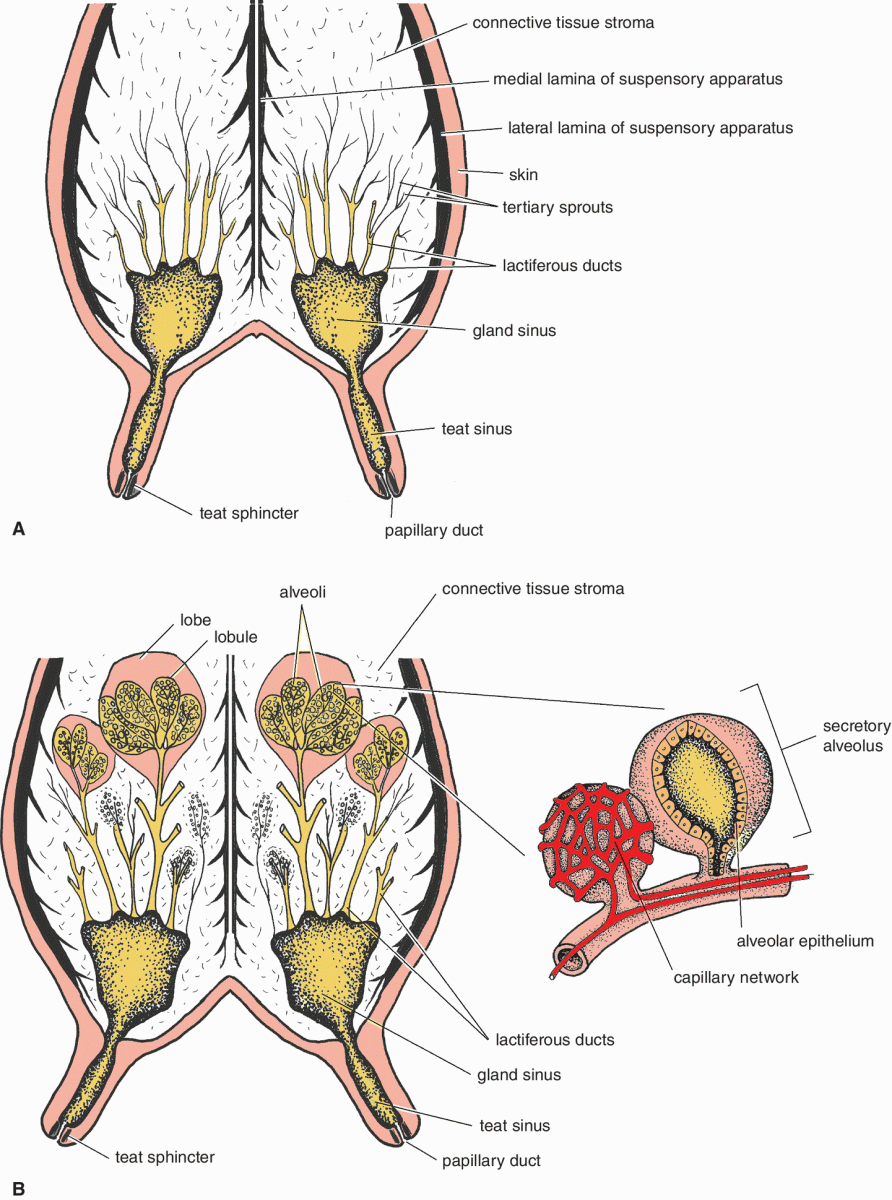 Male And Female Reproductive Systems Veterian Key