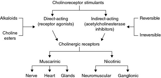 Cholinergic Pharmacology Autonomic Drugs Veterian Key