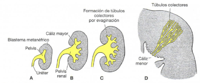 Embriología Del Aparato Genitourinario Yo Medicoblasto