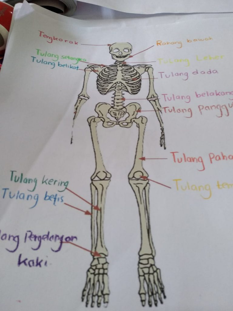 Gambar Tengkorak Manusia Dan Keterangannya Ujian