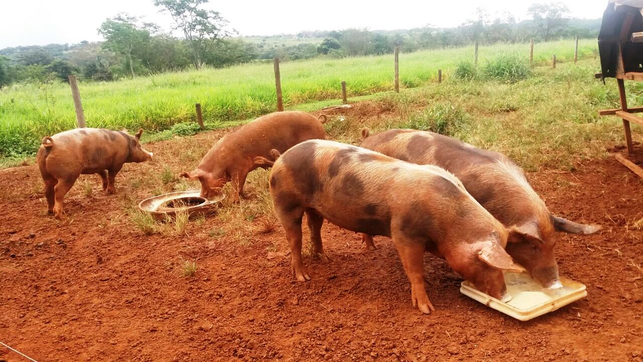 Sistema Intensivo Na Criação De Suínos Ao Ar Livre