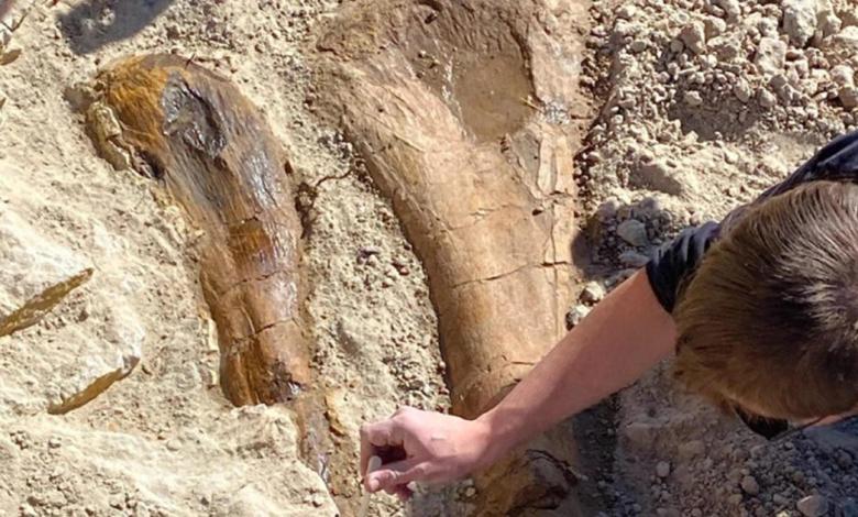 Tibia And Fibula Of A Long Necked Sauropod Dinosaur Discovered In