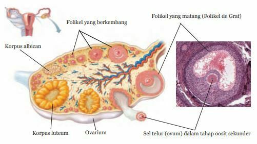 Proses Terbentuknya Oogenesis Studyhelp