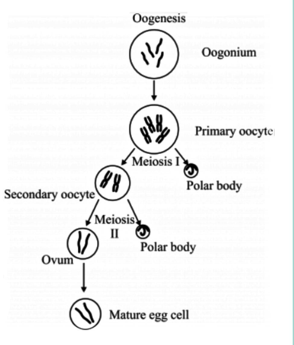 Explain The Process Of Oogenesis With Help Schematic Representation