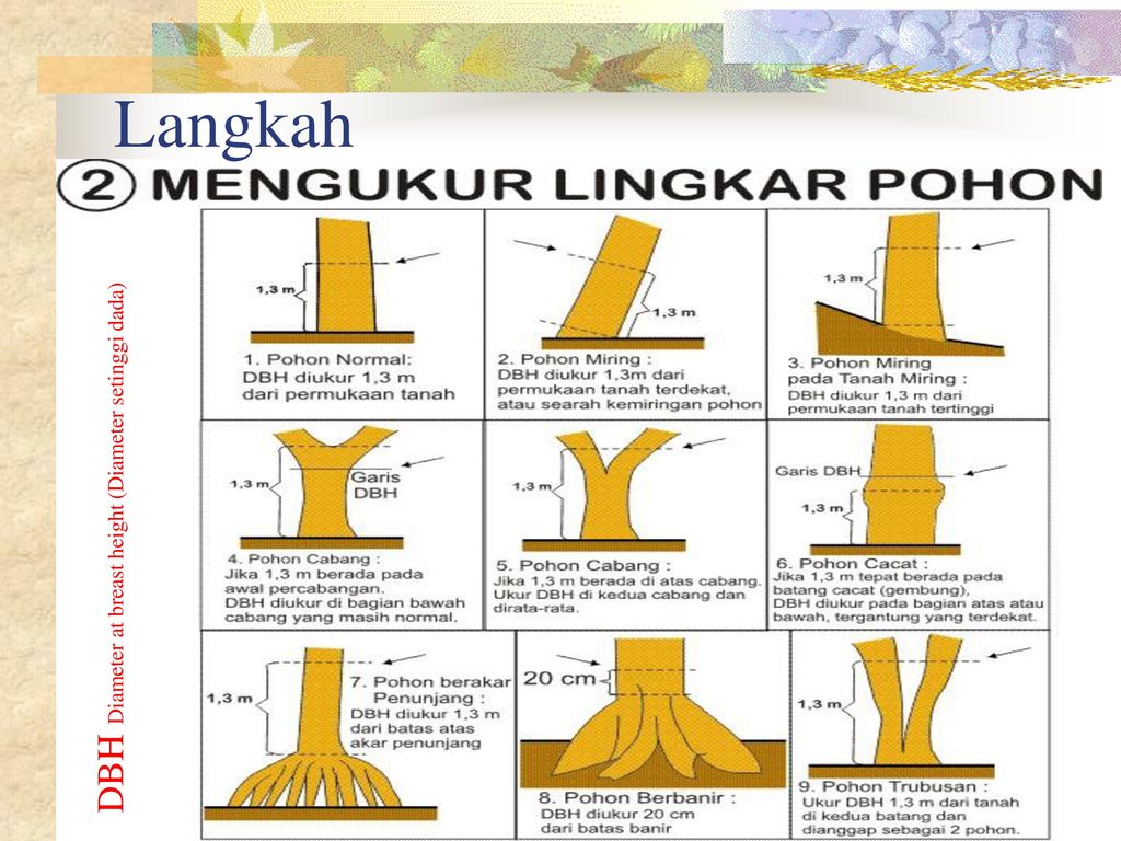 Diameter Pohon Studyhelp