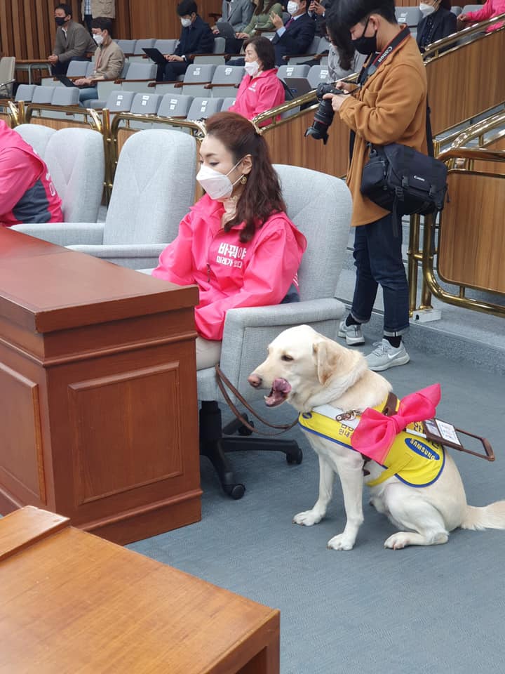 첫 여성 시각장애인 국회의원 김예지 안내견 조이 국회 출입 검토 중 위키트리