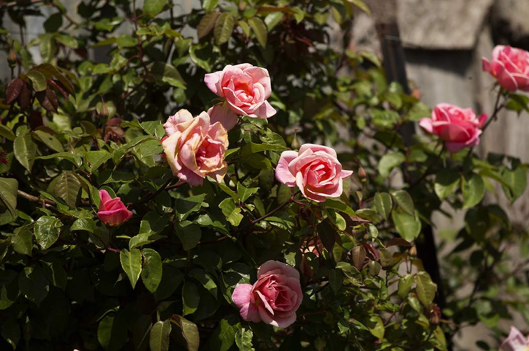 A Sunday For Mum Maggies Kitchen Diary Maggie Beer