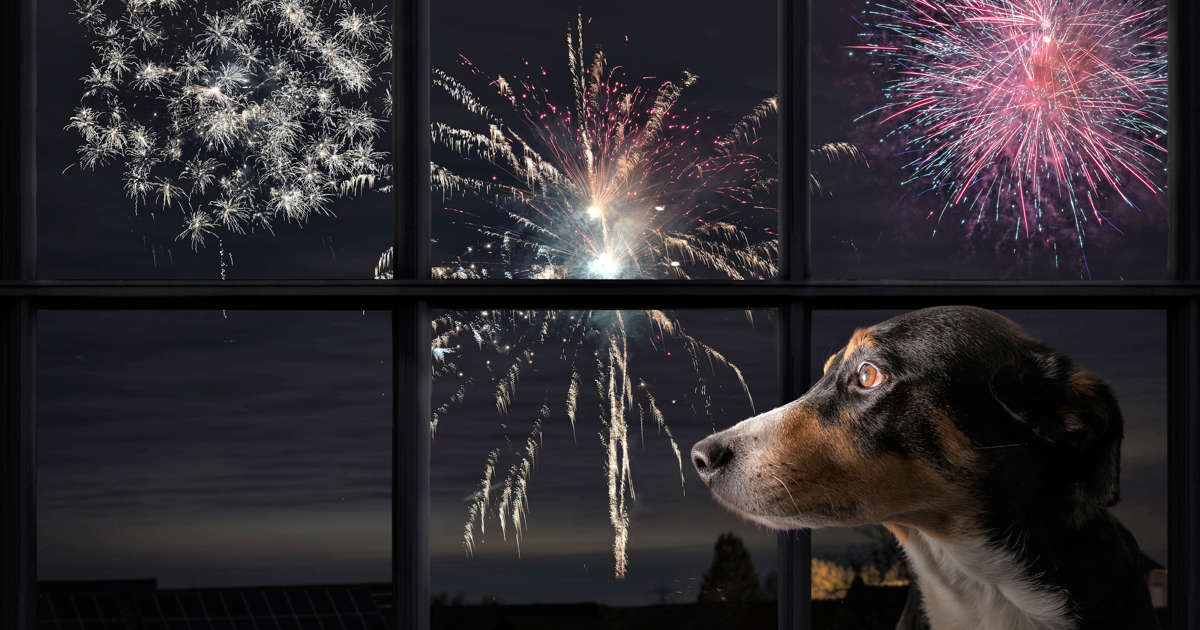 Come Aiutare Cani E Gatti A Superare La Paura Dei Botti Di Capodanno