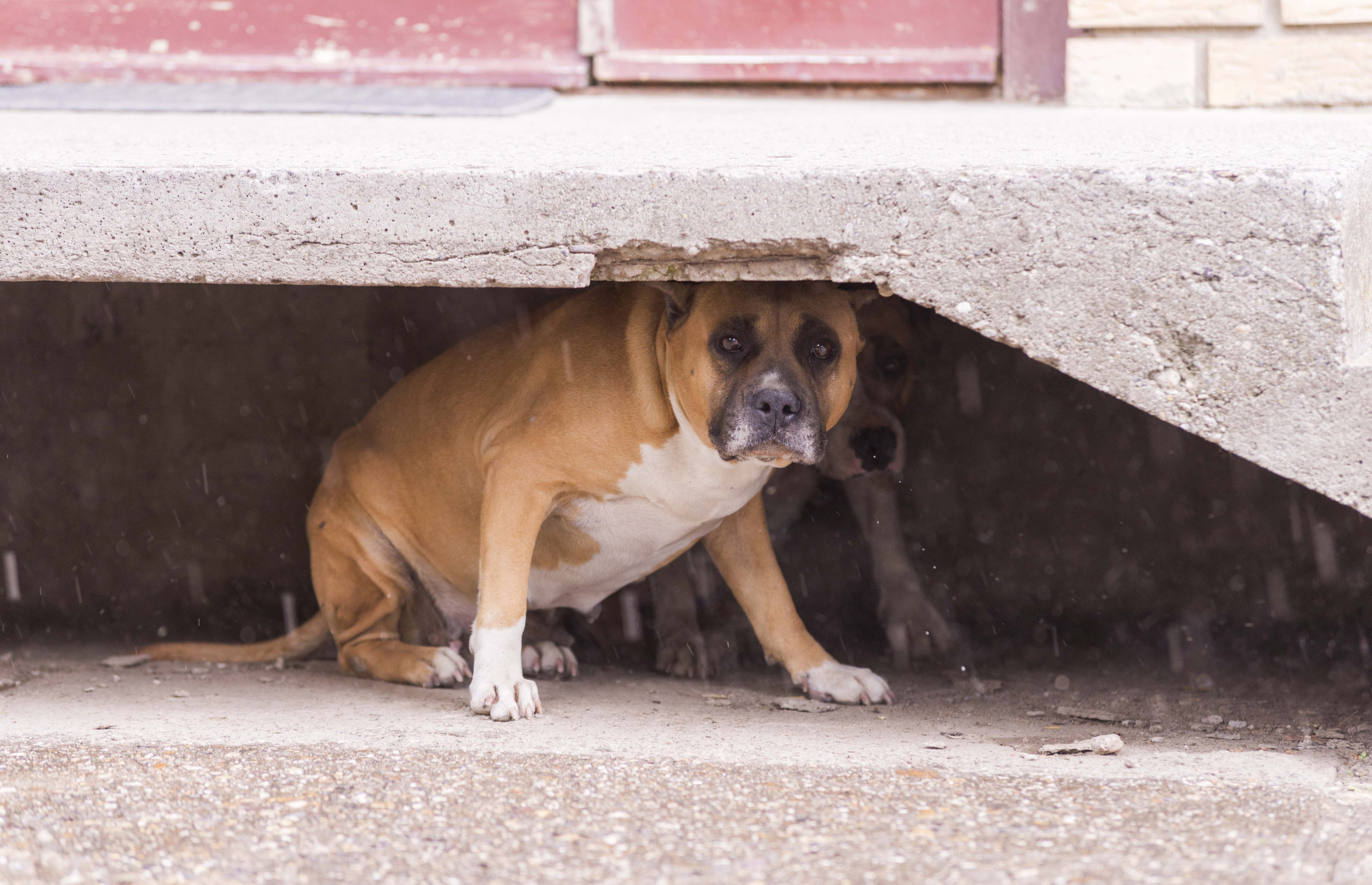 20 Signes Que Votre Chien Est Stressé Et Comment Le Calmer