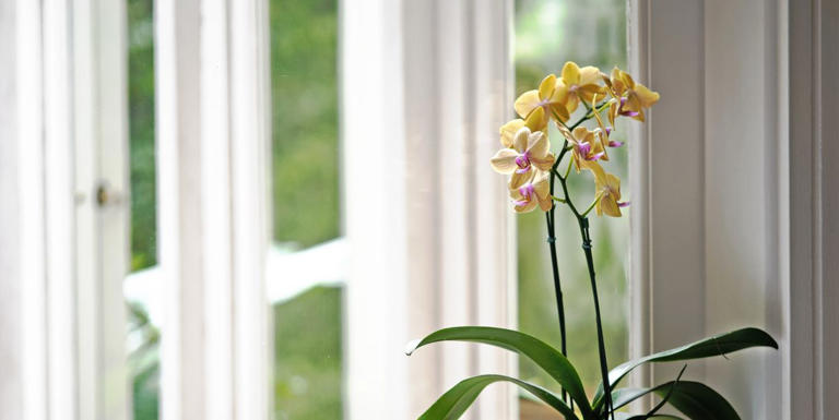 This Simple Hack Will Keep Your Orchid Alive Longer