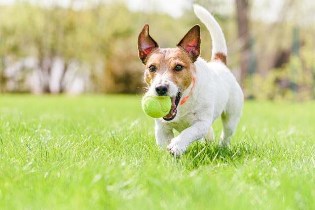 Mascotas ¿qué Debe Hacer Si Su Animal De Compañía Se Extravía