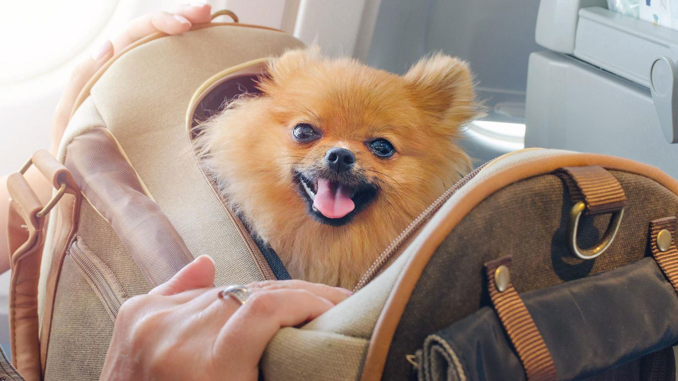 Top 5 Dog Friendly Hotel Chains In The Us