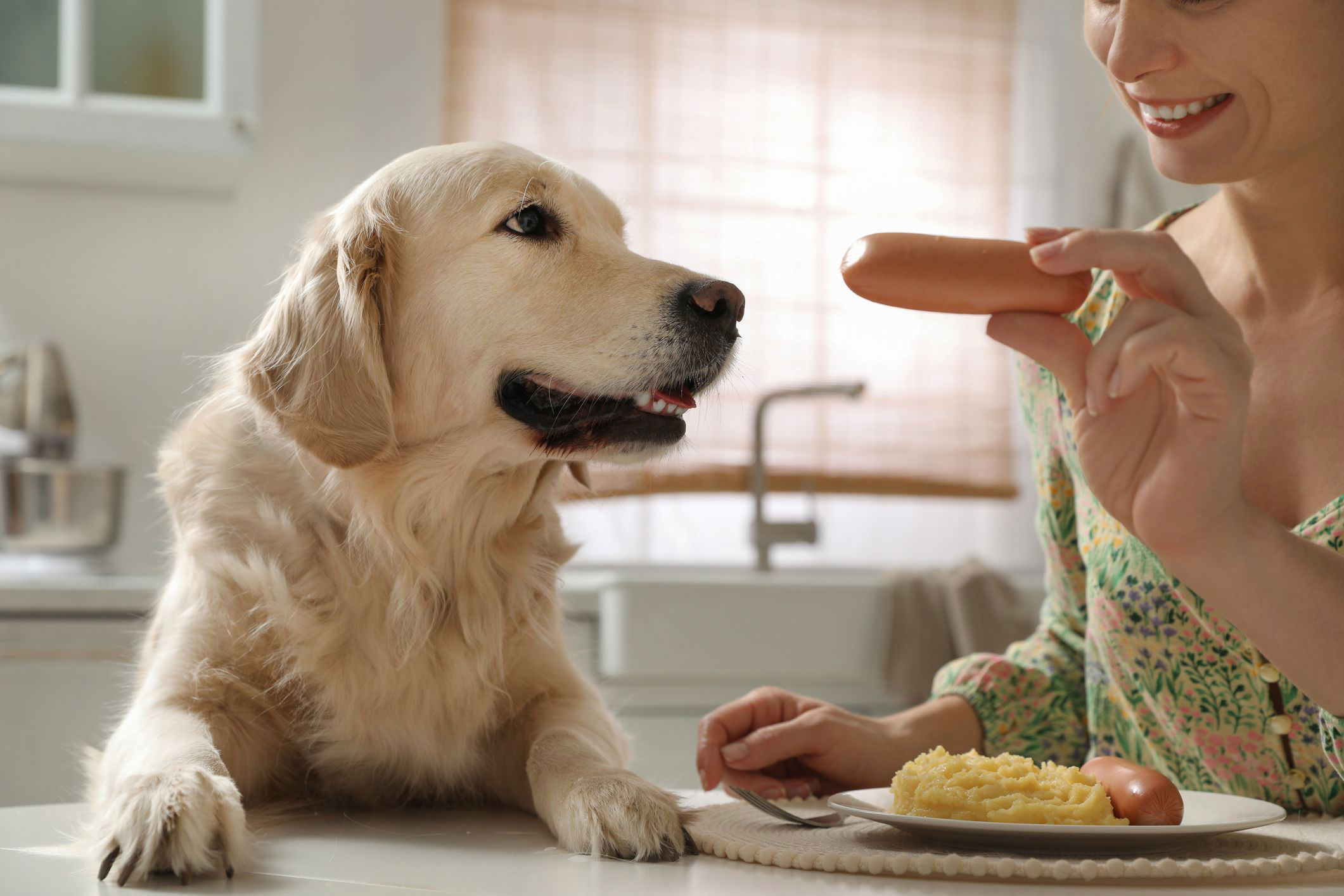 15 Foods You Should Never Feed Your Dog