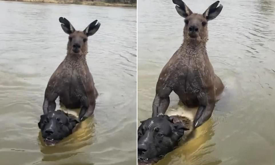 Incredible Moment Man Saves Dog From Being Drowned By Kangaroo