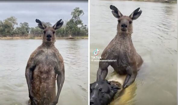 Ex Cop Punches Terrifying 7 Foot Kangaroo That Was Trying To Drown His