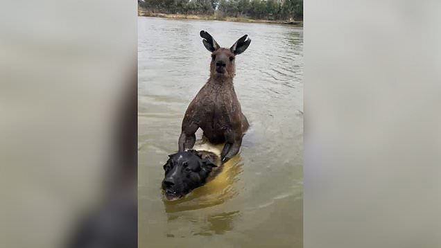Man Fights Off Kangaroo Trying To Drown His Dog