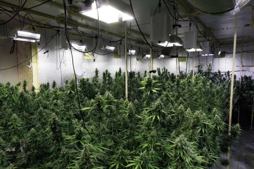 Massive Cannabis Farm Worth Over £15m Uncovered By Police