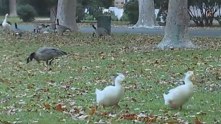 Several Dead Geese Found At Land Park Test Positive For Avian Influenza