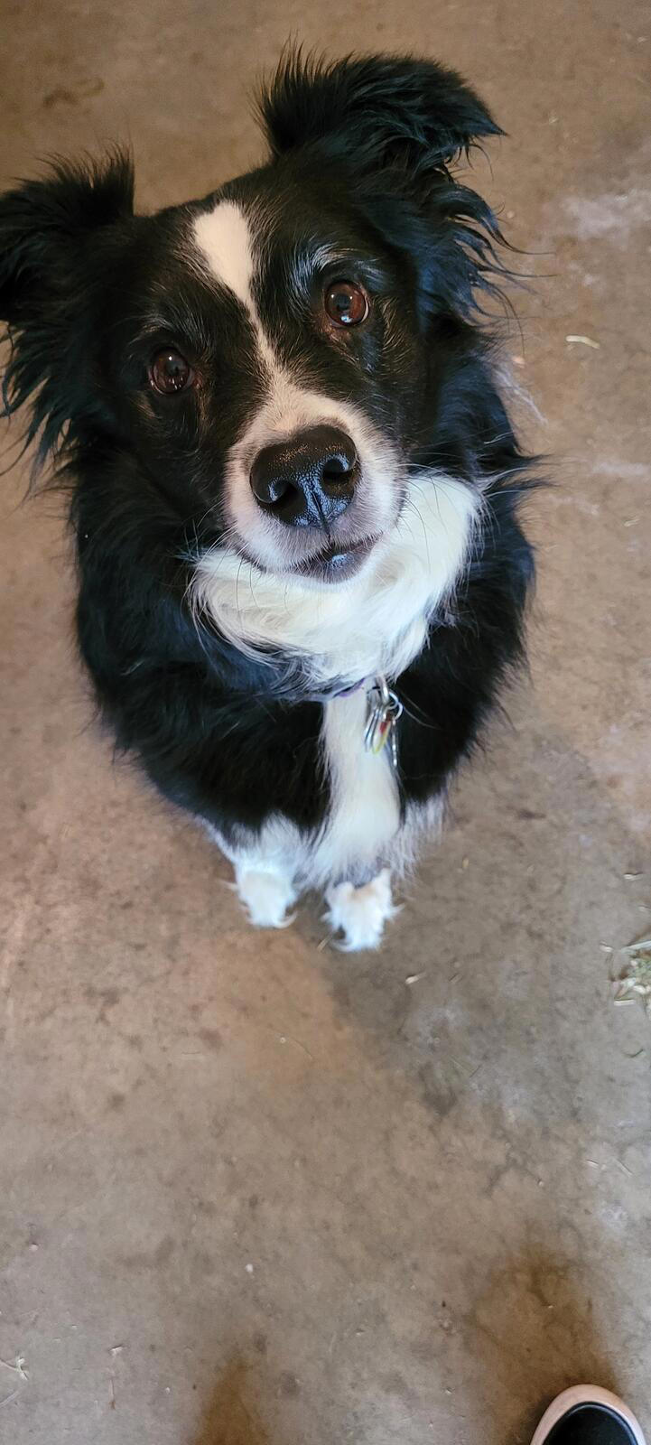 Missing Border Collie Atkinson Street