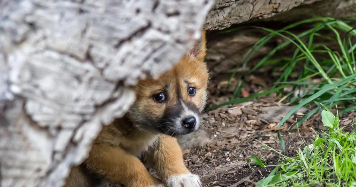 Kvinde Reddede Hundehvalp Blev Overrasket Over Hvad Det I