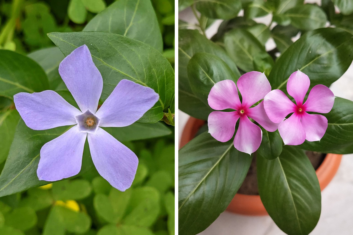 Periwinkle Plant Growing Tips Care Essentials And Surprising Uses