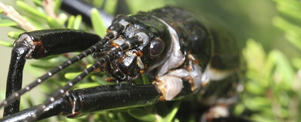 Worlds Rarest Insect Makes Stunning Comeback After Near Extinction