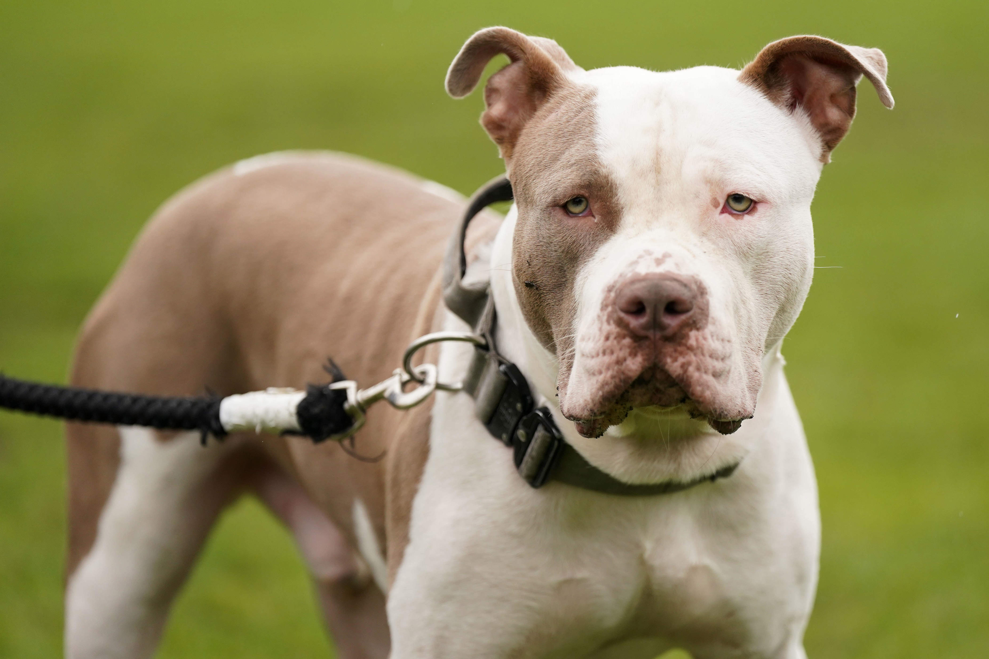 Man Drives 200 Miles To Scottish Borders To Save Xl Bully Dogs Before Ban