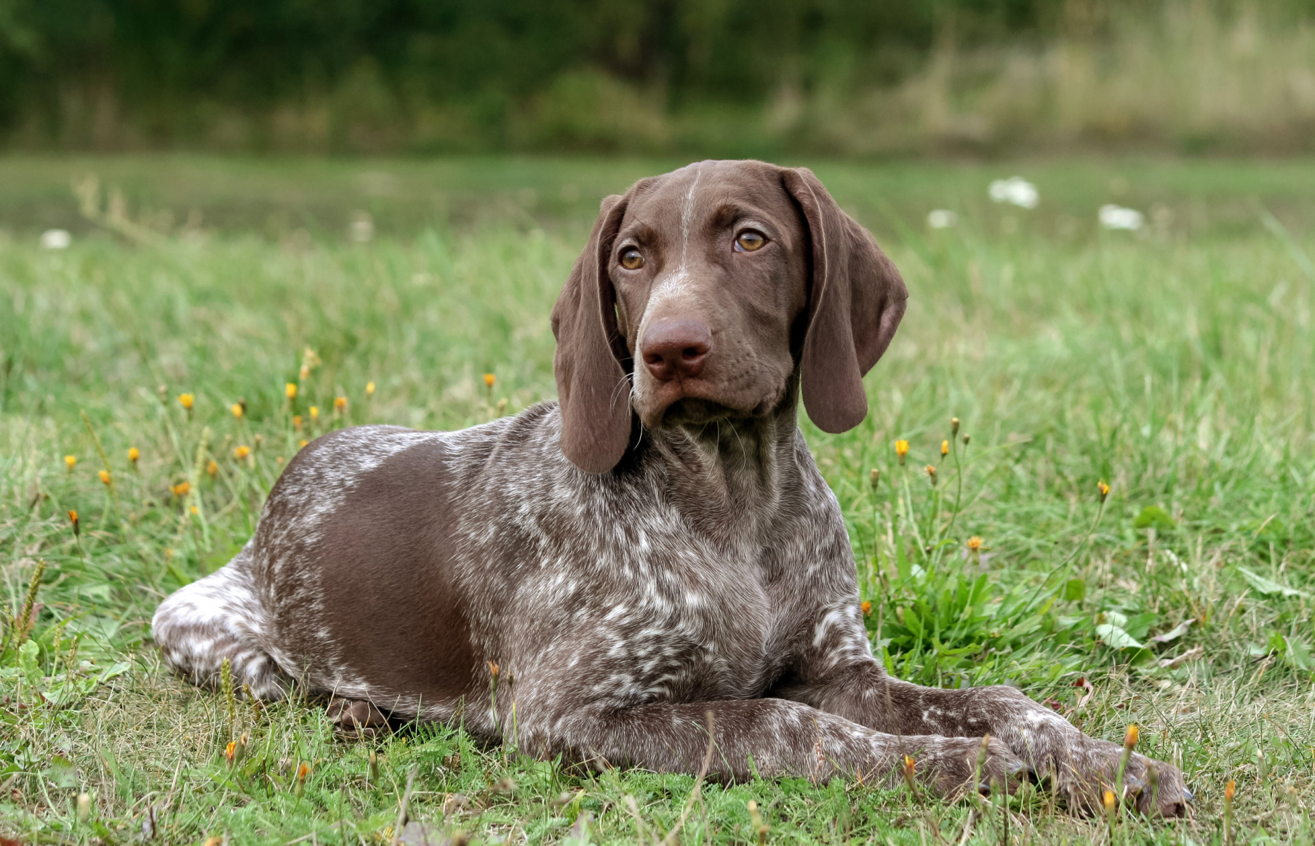 Ces Races De Chiens Sont Celles Qui Vivent Le Plus Longtemps