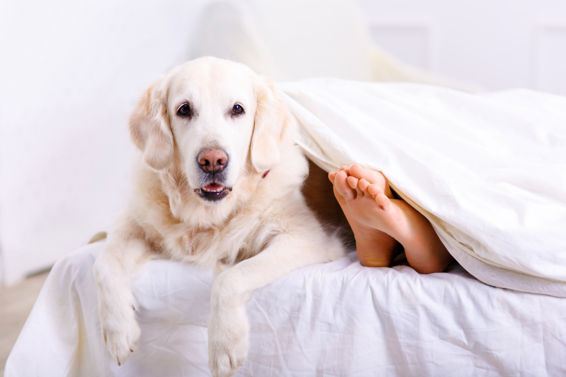 ¿por Qué Las Mujeres Duermen Mejor Con Su Perro Que Con Su Pareja