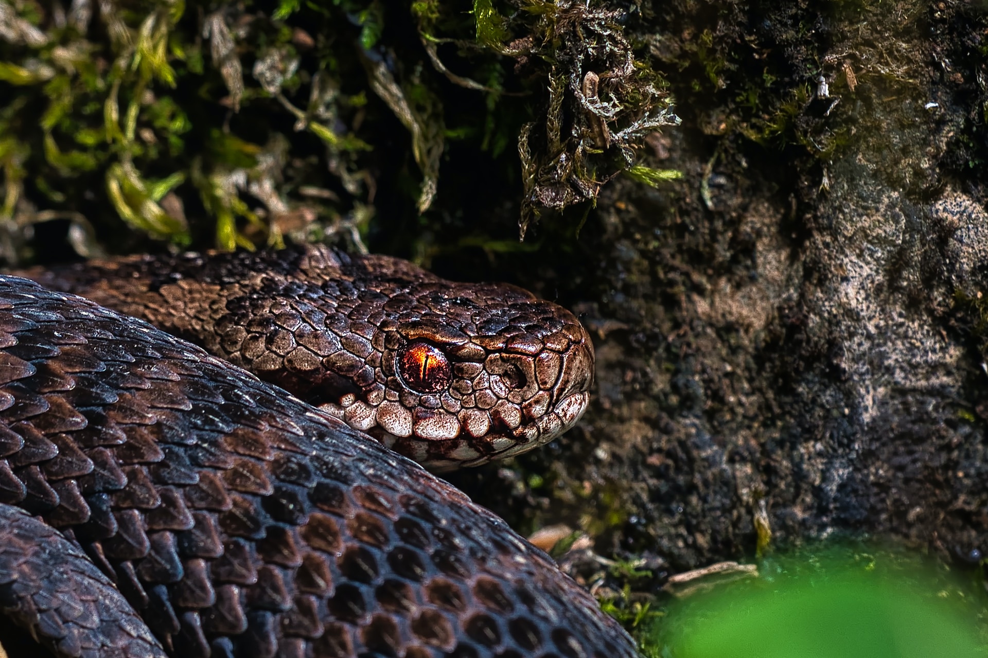 Serpents Mariages Dents Quels Sont Les Rêves Les Plus Fréquents