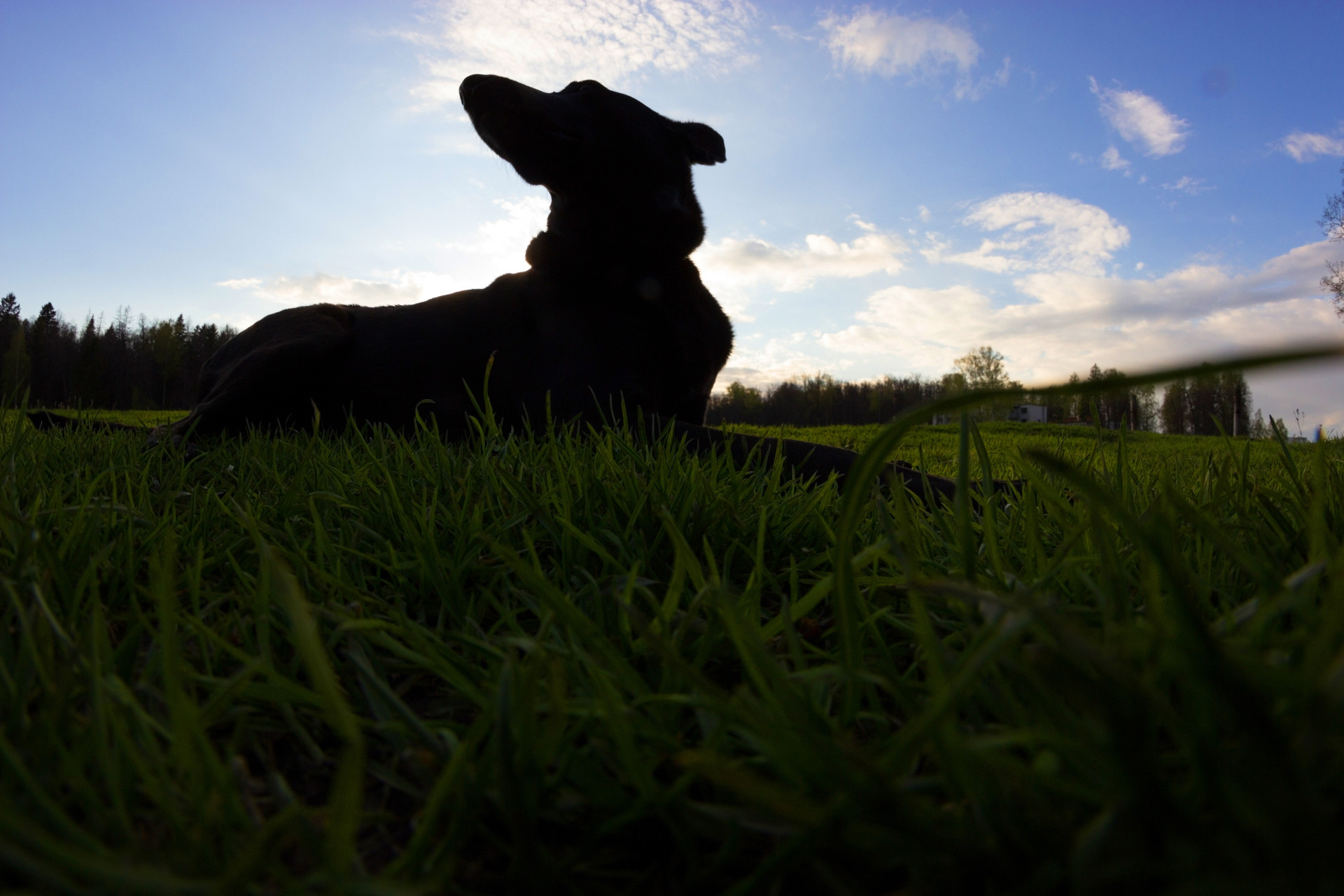 ¿sabías Que Los Perros También Pueden Desarrollar Alzhéimer