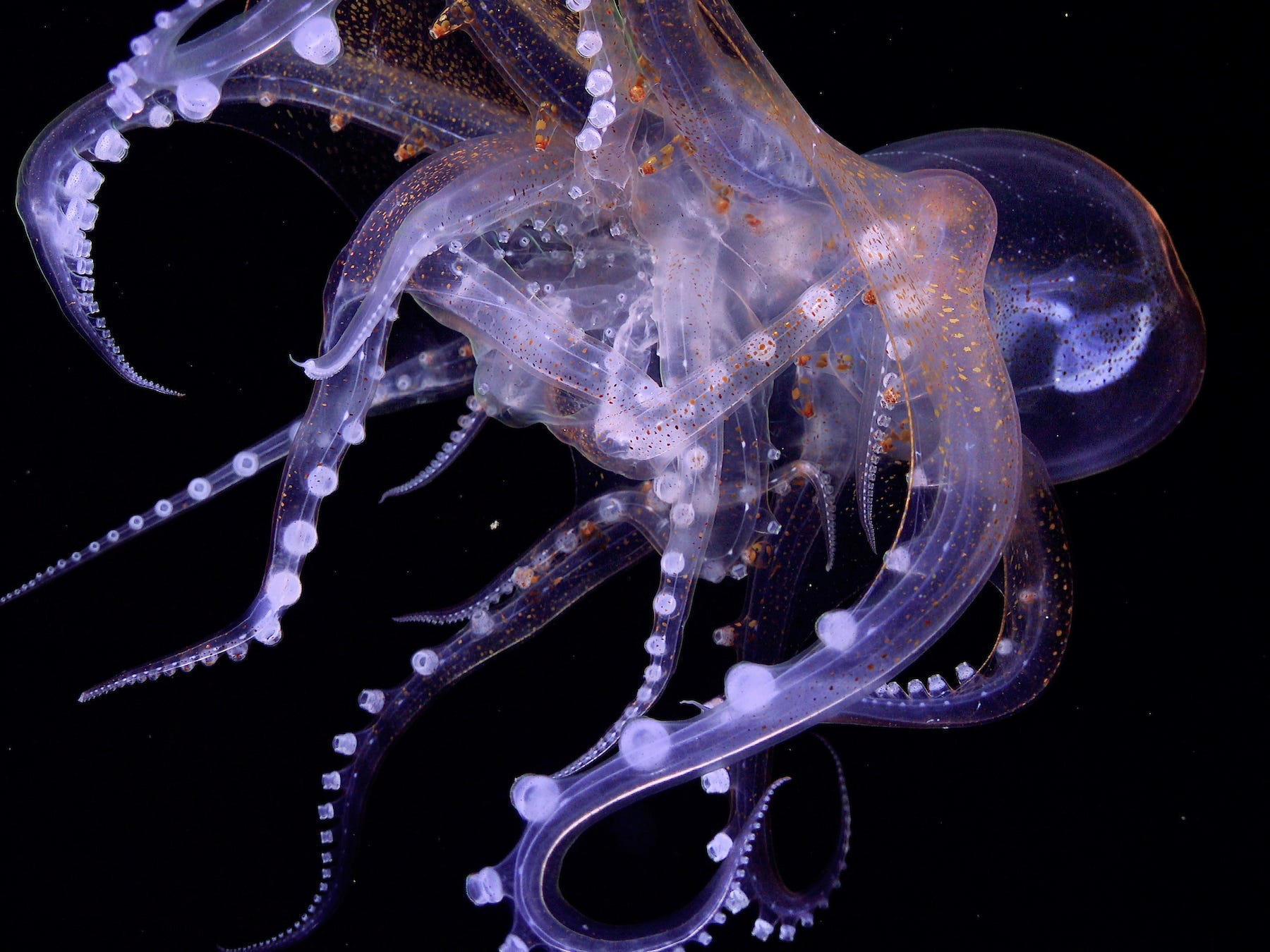 Scientists Captured A Stunning Photo Of Two Glass Octopuses Intertwined