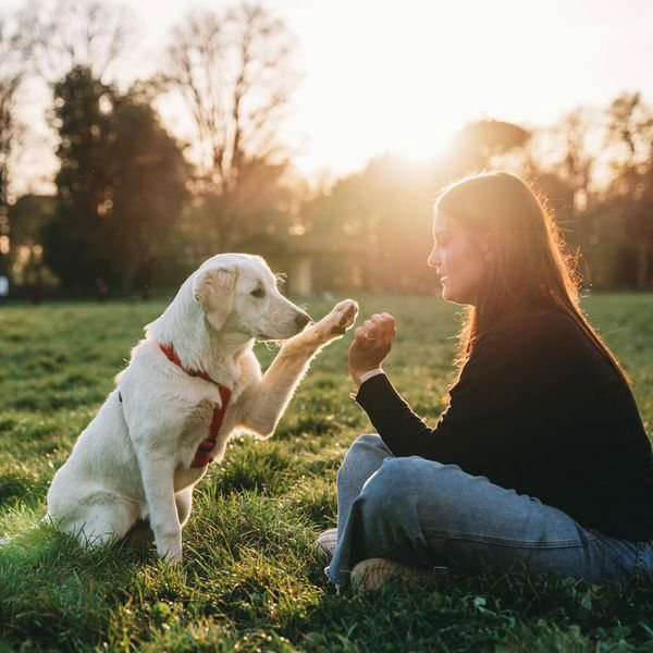 Most Obedient Dog Breeds In The World