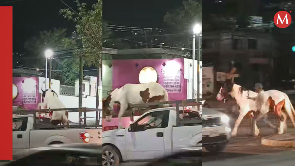 Caballo Se Baja De Camioneta Que Lo Transportaba En Avenida Eloy