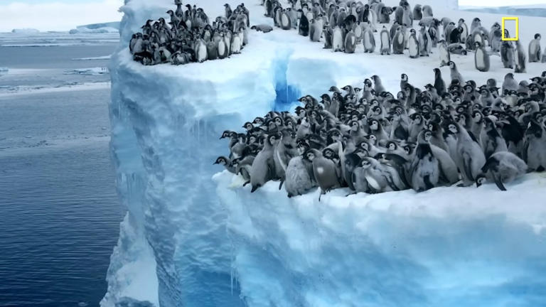 Incredible Footage Of Emperor Penguin Chicks Jumping Off A 50 Foot