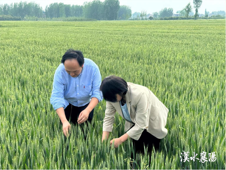 小麦赤霉病二次防控要抓紧！