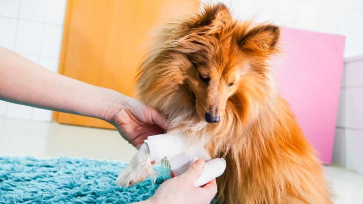 10 Essential First Aid Tips Every Dog Owner Should Know