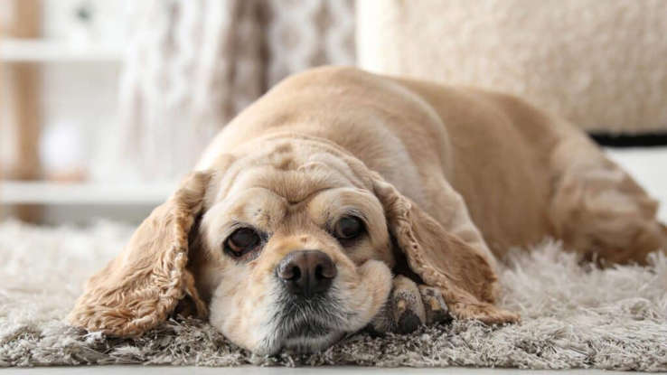 Meet The 14 Most Cuddly Dog Breeds Perfect For Snuggles