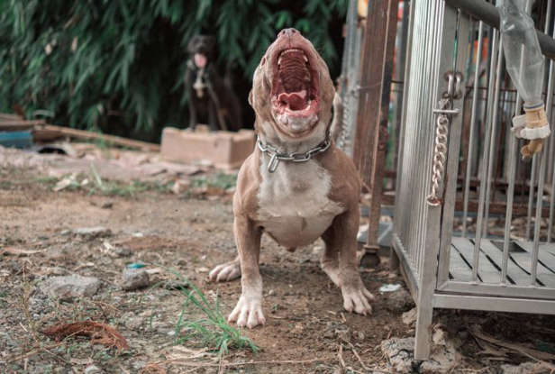 Debunking 15 Myths About Pit Bulls