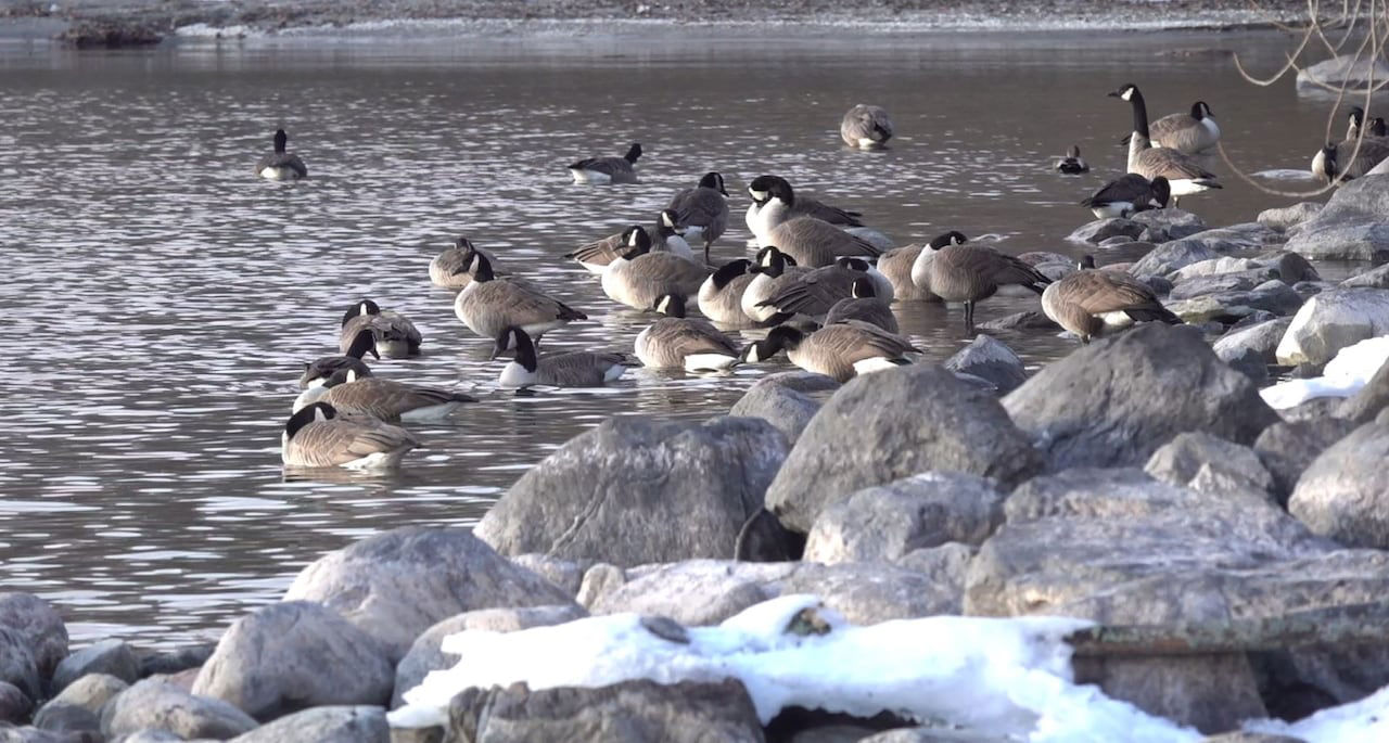 Avian Flu Confirmed In Dead Geese Found In Kingston Park