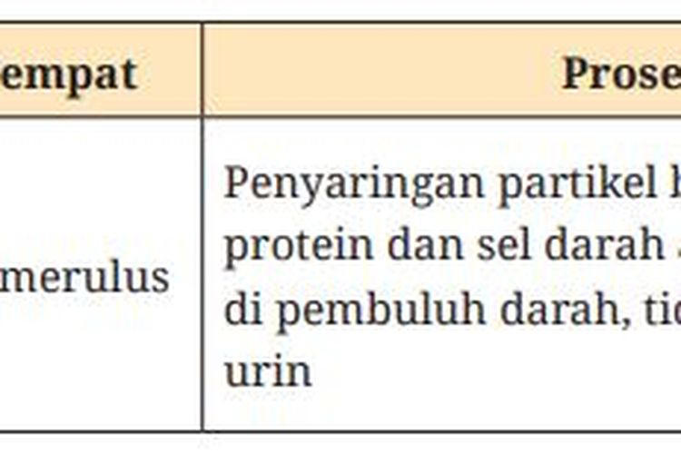 Mengenal Proses Pembentukan Urine Di Ginjal Bab 4 Biologi Kelas Xi Sma