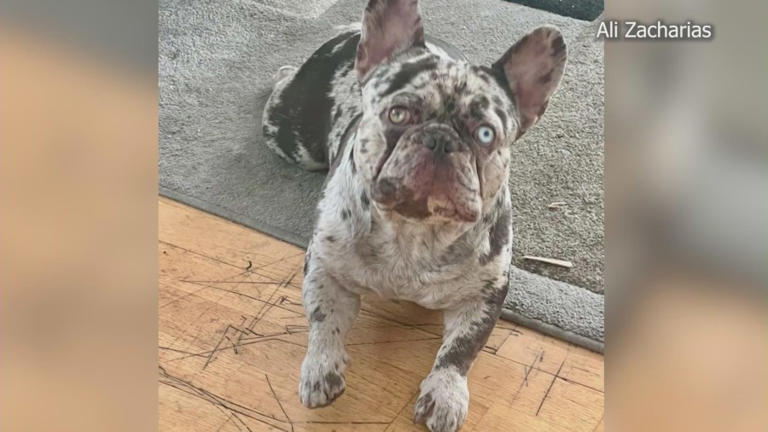 Woman Clings To Thieves Car After French Bulldog Stolen In Downtown La