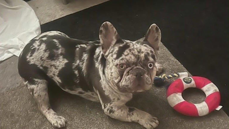 Video Woman Clings To Suspects Car After French Bulldog Stolen In Los