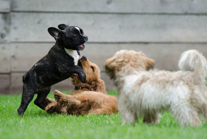 These Are The Most Obedient Dog Breeds In The World