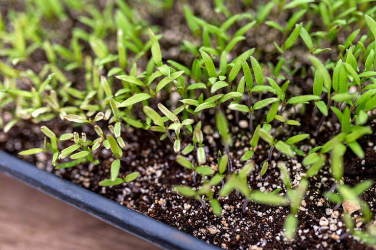 Prevent Damping Off Disease In Seedlings With These 8 Simple Tips