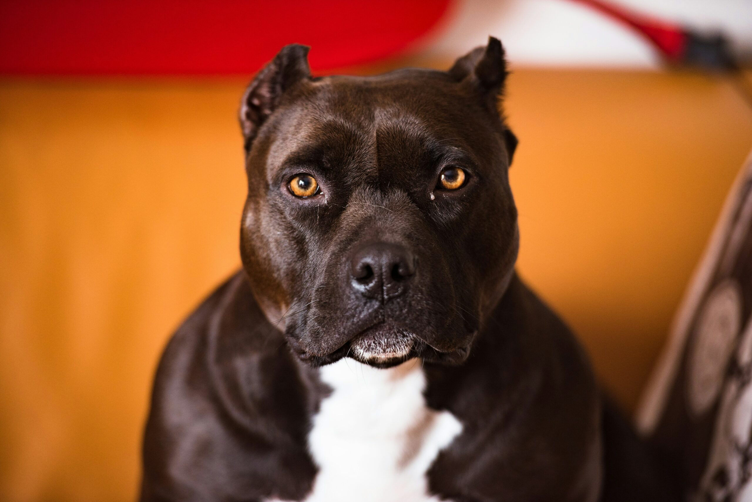 10 Reasons Pitbulls Make Great Therapy Dogs