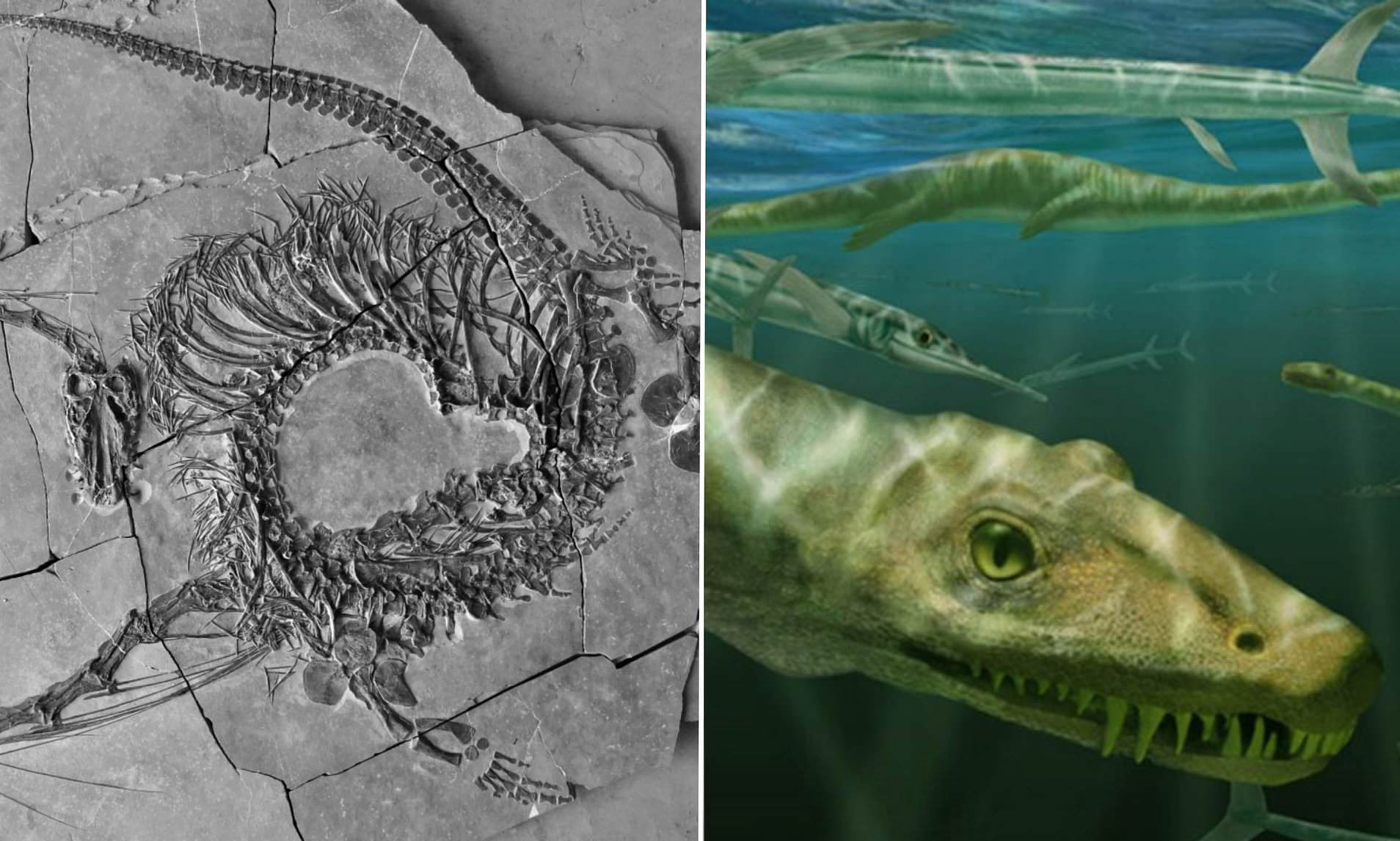 Scottish Scientists Discover Very Strange Fossilized Chinese Dragon