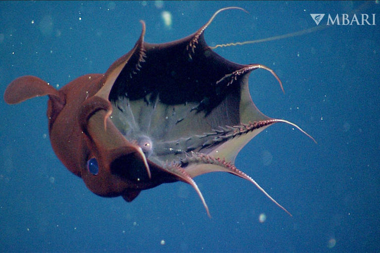 New Species Of Vampire Squid Found Fossilized With Prey In Its Arms