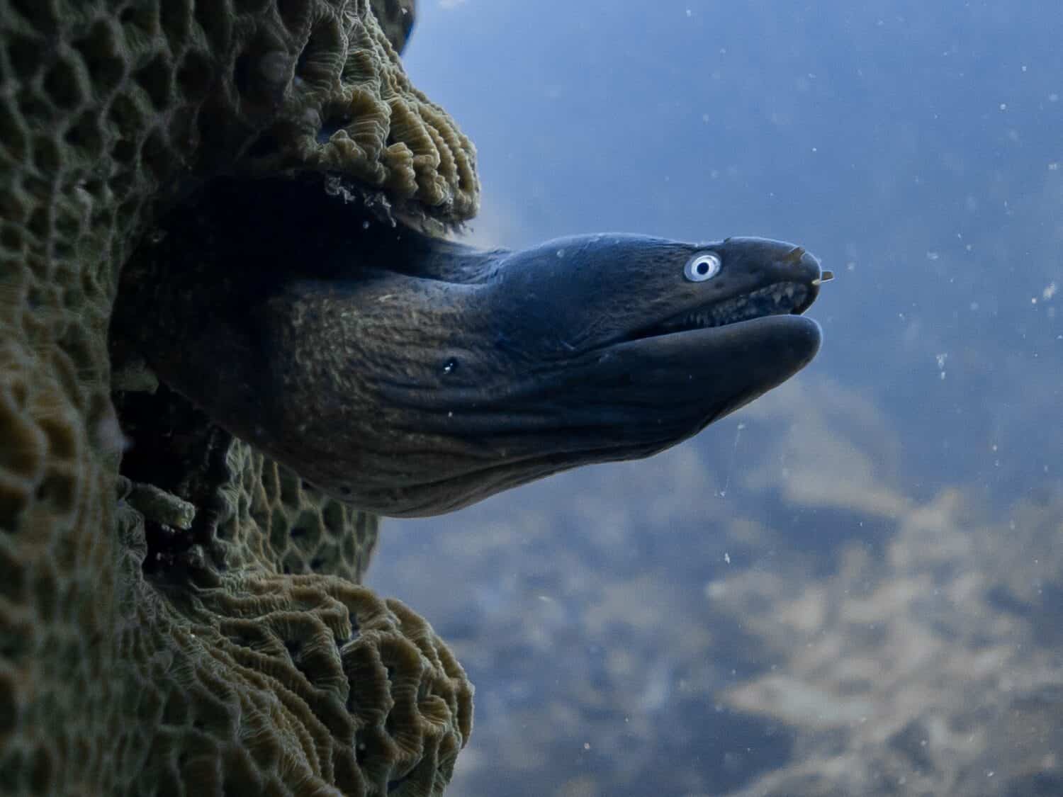 10 Strange And Incredible Moray Eel Facts